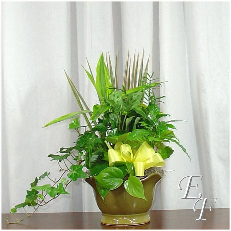 Basic Ceramic Dish Garden EF-055 - Blooms At The Boutique