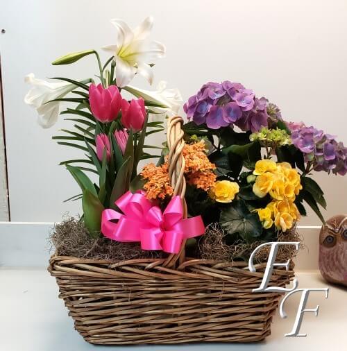 Large Bulb Basket - Blooms At The Boutique