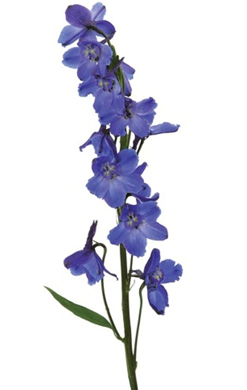 Shades of Blue - Blooms At The Boutique