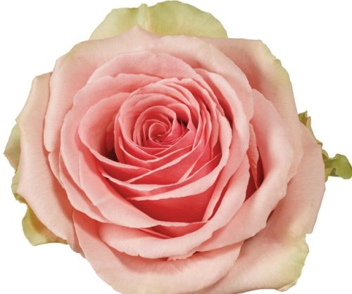 Shades of Pink - Blooms At The Boutique